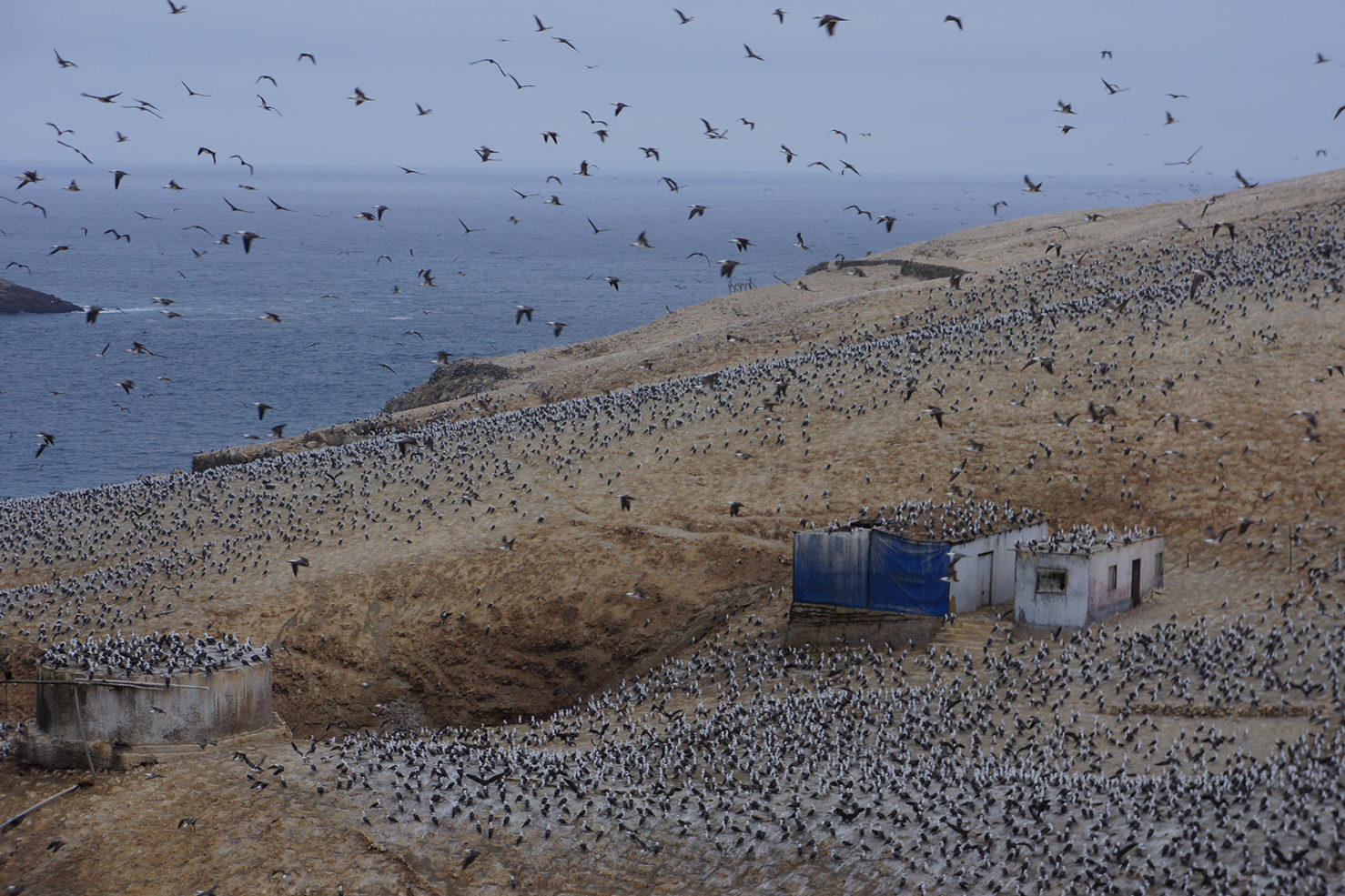 Artist Dinh Q Lê roams the guano islands for his film ‘The Colony’